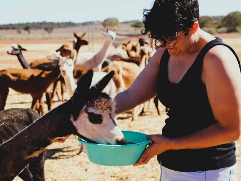 Peterborough: Alpaca Meet and Greet Experience - The value of this experience