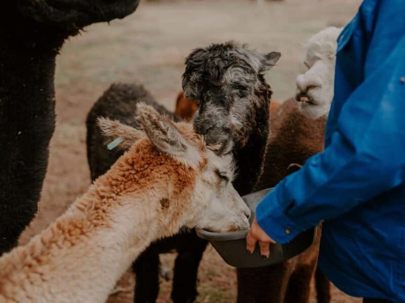 Peterborough: Alpaca Meet and Greet Experience - Practical considerations