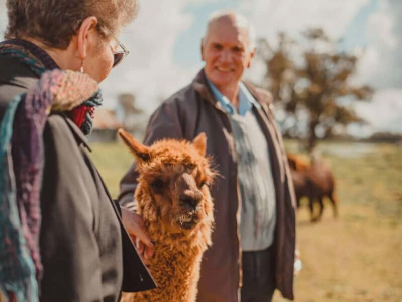 Peterborough: Alpaca Meet and Greet Experience - The Sum Up
