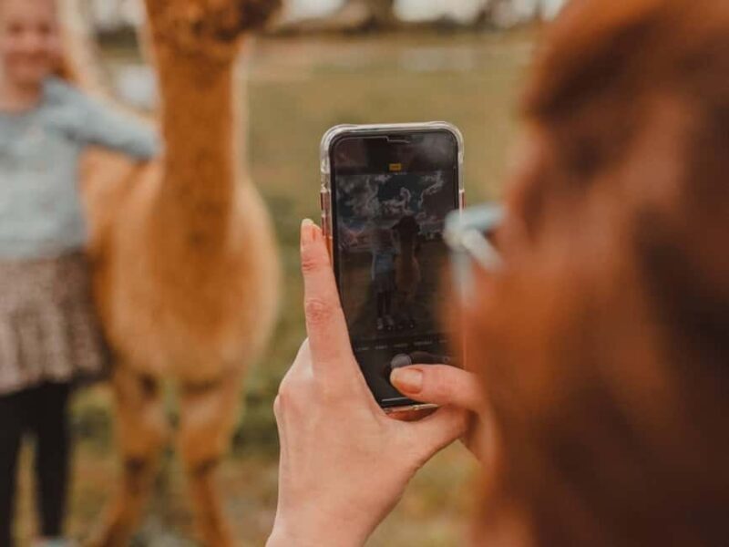 Peterborough: Alpaca Meet and Greet Experience - FAQ