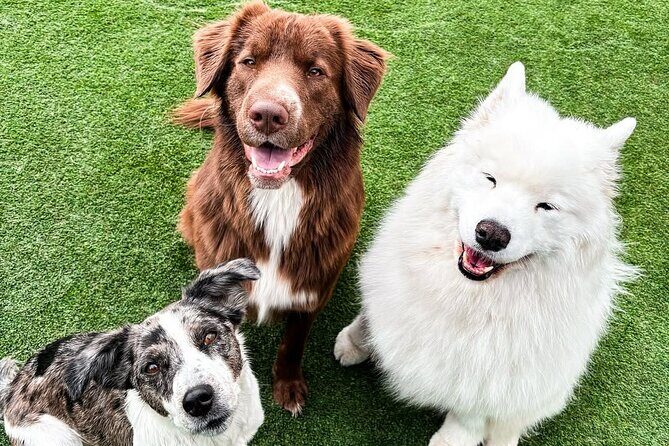 Petfinity Indoor Dog Park in Calgary - Who Should Consider Visiting?