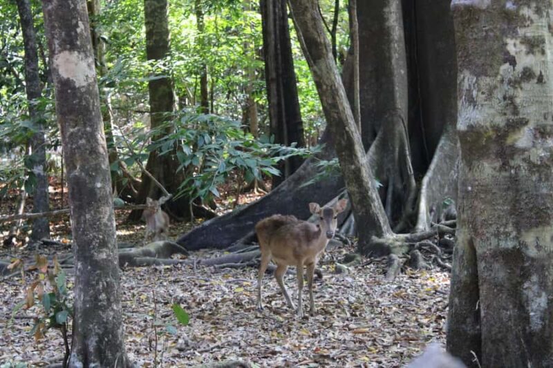 Peucang Island: 3-Day Ujung Kulon National Park EcoTour - Day 2: Wildlife & Underwater Wonders