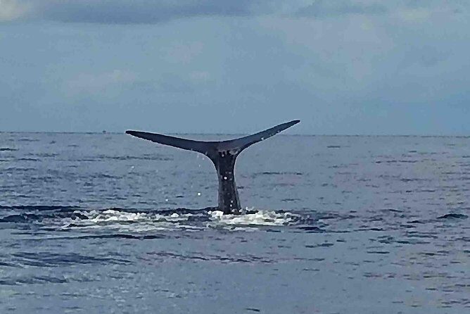 PH Whale Watch & Dolphin Cruise in Dominica - Key Points