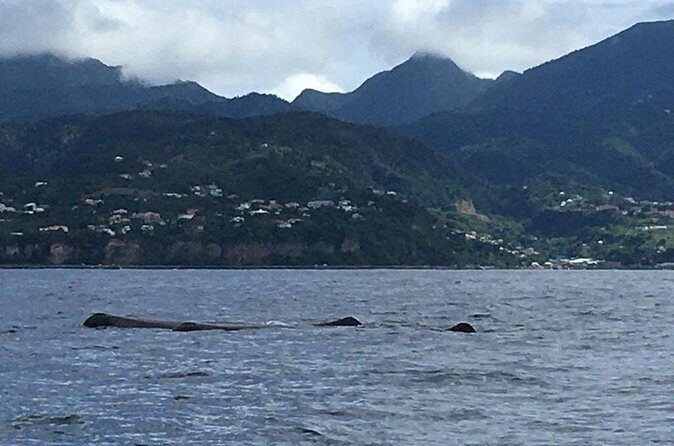 PH Whale Watch & Dolphin Cruise in Dominica - How the Tour Compares