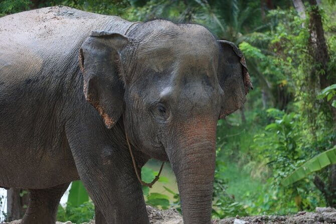 Phang Nga Bay, Samet Nangshe and James Bond Kayak tour - Authentic Experiences and Helpful Tips