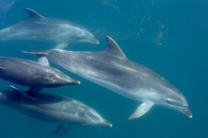 Phantom Sailing Bay of Islands - Why This Tour is Perfect for You