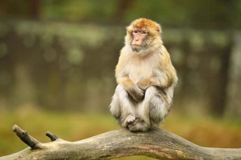 Phi Phi and Bamboo Islands Speedboat Tour with Fins - FAQ