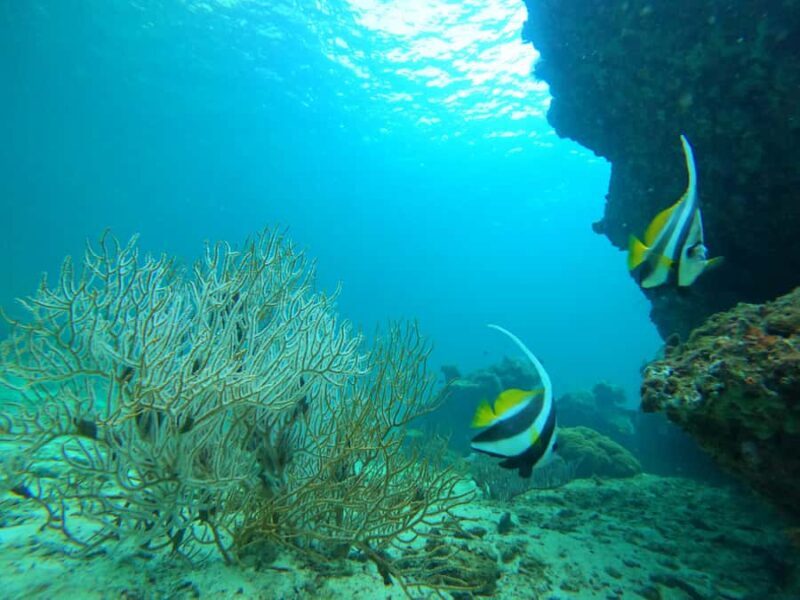 Phi Phi & Bamboo Islands: Premium Day Trip w/ Seaview Lunch - Why This Tour Stands Out