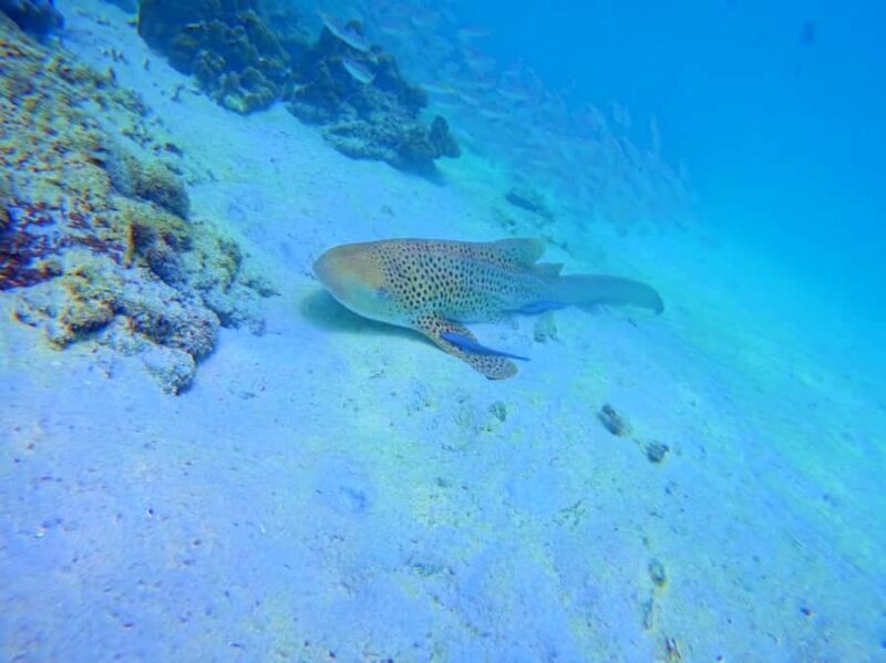 Phi Phi & Bamboo Islands: Premium Day Trip w/ Seaview Lunch - The Sum Up