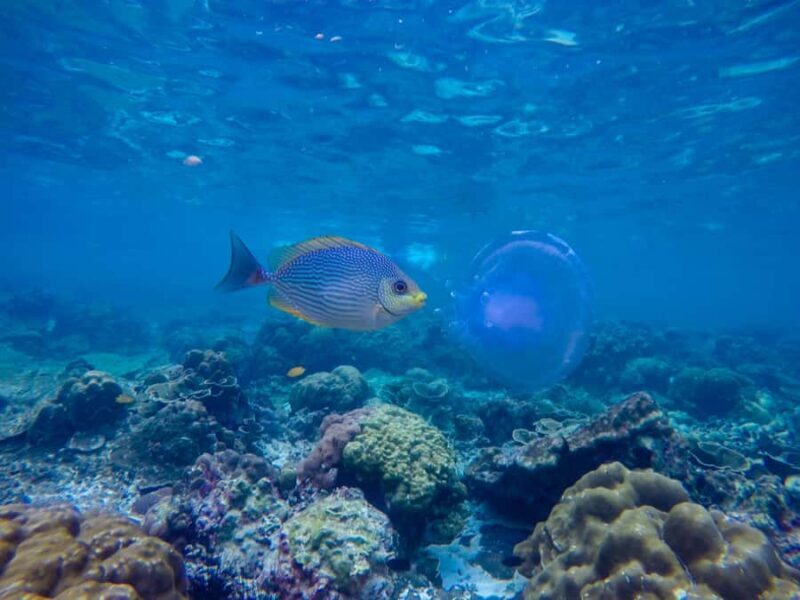 Phi Phi & Bamboo Islands: Premium Day Trip w/ Seaview Lunch - Frequently Asked Questions