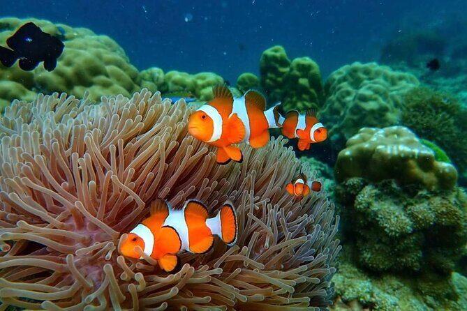 Phi Phi & Bamboo Islands Snorkeling Tour w/ Fins by Speedboat - Final Thoughts