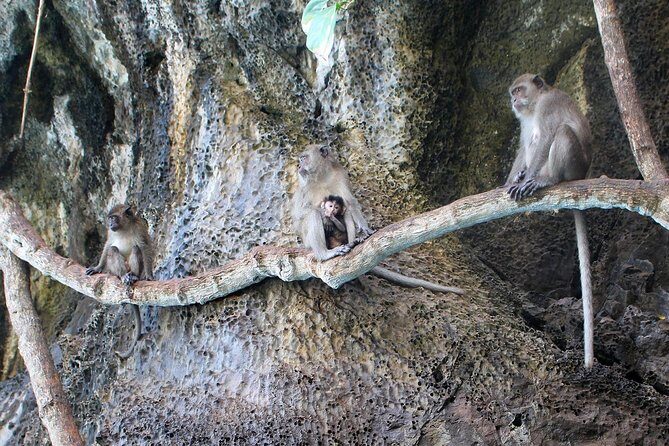 Phi Phi Don & Phi Phi Leh Sunset Trip by Arisa Speed Boat - The Practical Side: Transportation, Timing, and Group Size