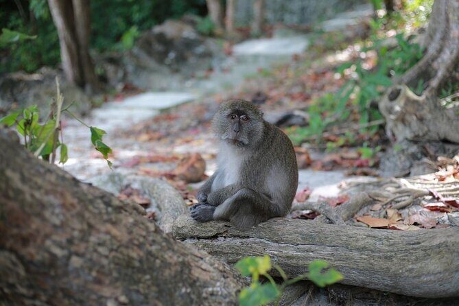 Phi Phi Island Adventure Explore Maya Bay, Pileh Lagoon and More - The Practicalities: What’s Included and What to Consider