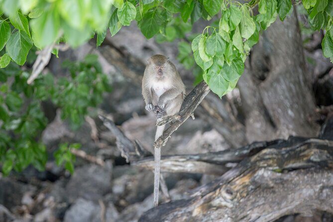Phi Phi Island Hopping Day Trip by Speed Boat from Phuket - FAQ