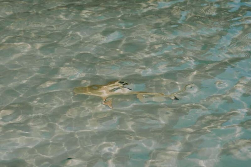 Phi Phi Islands : Longtail Boat Tour with Sunset - The Itinerary: Breaking Down the Experience