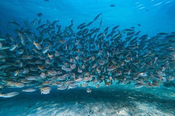 Phi Phi Islands Speedboat Tour: Khai & Maya - Final Thoughts