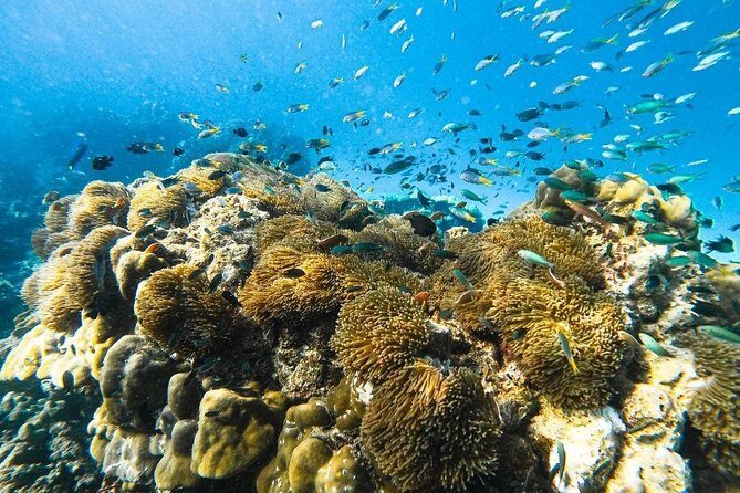 Phi Phi , Khai & Maya : Unforgettable Island Hopping by Speedboat - Key Points