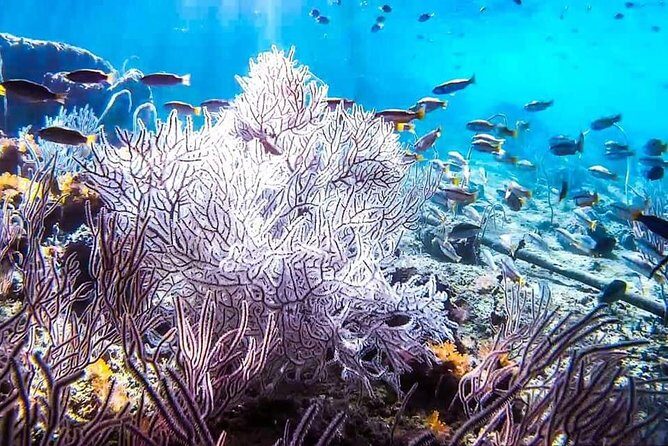 Phi Phi Tour from Krabi - Small Group of 12 - All Includes - Who is This Tour Best For?