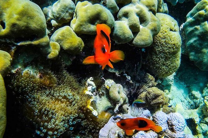 Phi Phi Tour from Krabi - Small Group of 12 - All Includes - Final Thoughts