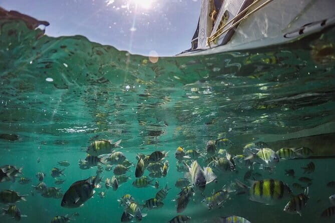 Phi Phi with Maya and Bamboo Island Day Trip by Speedboat - Pileh Bay and Monkey Beach: Relaxing and Playful Encounters