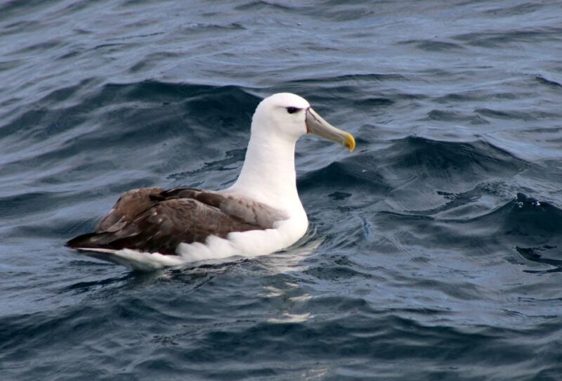 Philip Island: Dolphin and Whale Cruise - An In-Depth Look at the Phillip Island Whale and Dolphin Cruise