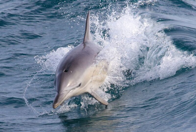Philip Island: Dolphin and Whale Cruise - Who Will Love This Tour?