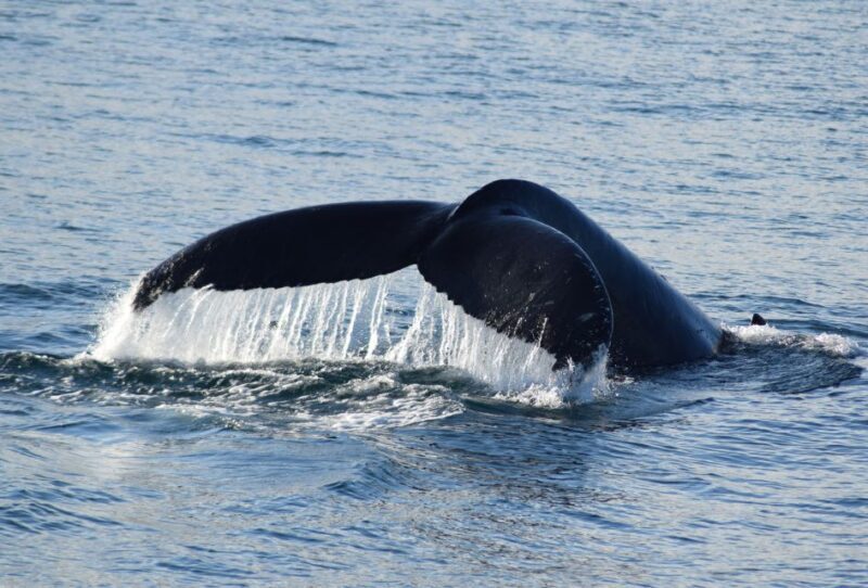 Philip Island: Dolphin and Whale Cruise - Final Thoughts