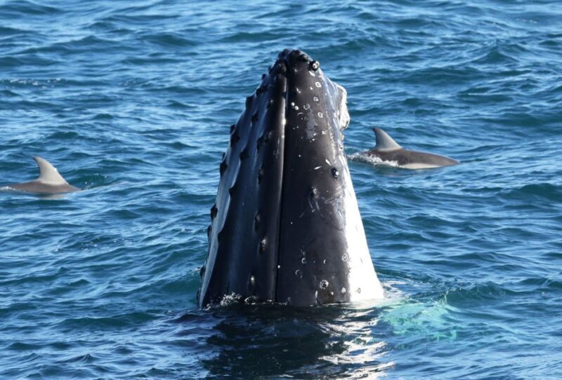 Philip Island: Dolphin and Whale Cruise - FAQ