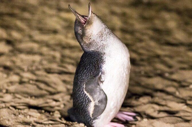 Philip Island express tour: penguin prd & wallaby spotting - The Nobbies Centre