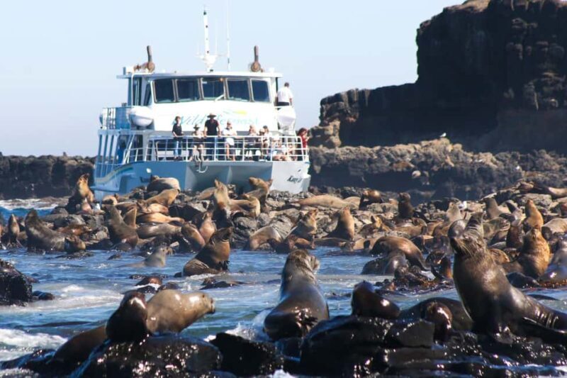 Philip Island: Seal Watching Cruise - A Detailed Look at the Seal Watching Cruise