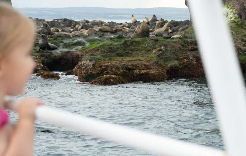 Philip Island: Seal Watching Cruise - Final Thoughts