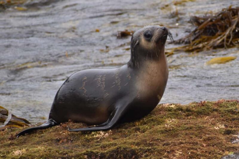 Philip Island: Seal Watching Cruise - FAQs