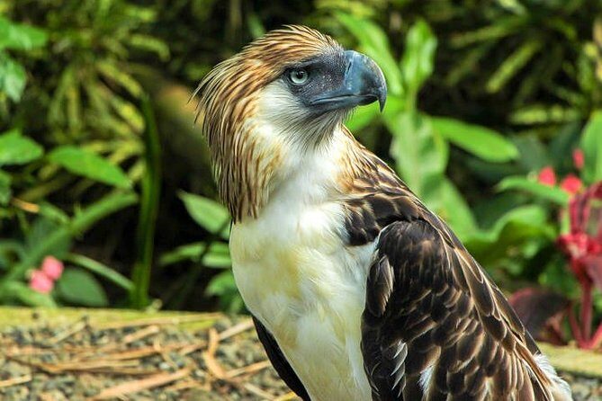Philippine Eagle Center/Shopping - Introduction