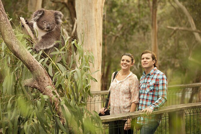 Phillip Island Day Trip from Melbourne with Penguin Plus Viewing Platform - The Itinerary in Detail