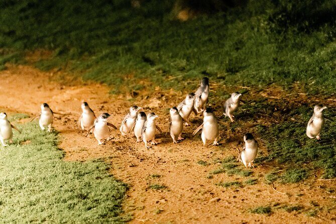 Phillip Island Day Trip from Melbourne with Penguin Plus Viewing Platform - Practical Tips