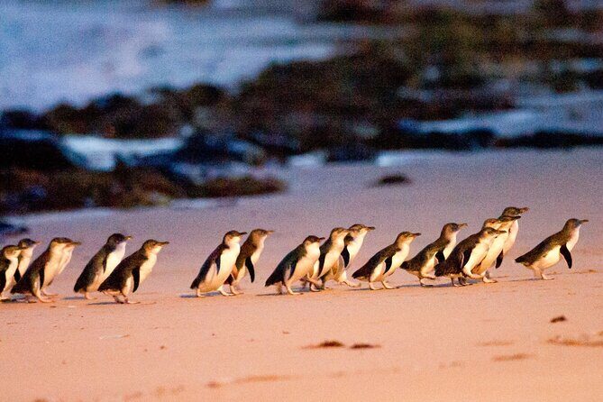 Phillip Island Departure Penguin Parade Tour with Winery Feast - An Introduction to the Tour: What to Expect