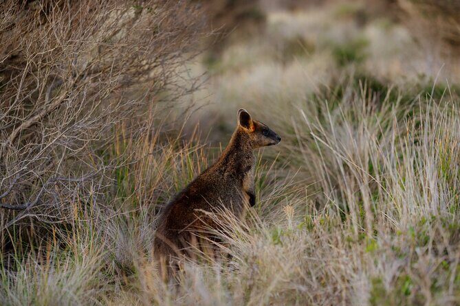Phillip Island Direct Tour Penguin Parade and Coastal Views - The Nobbies: Coastal Wonderlands