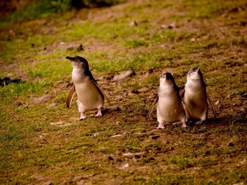 Phillip Island: Golden Hour Penguin Express Tour - An In-Depth Look at the Phillip Island: Golden Hour Penguin Express Tour