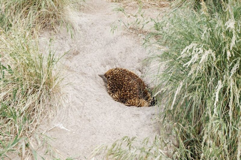Phillip Island: Hike and Penguin Parade - 8 pax Small Tour - Key Points
