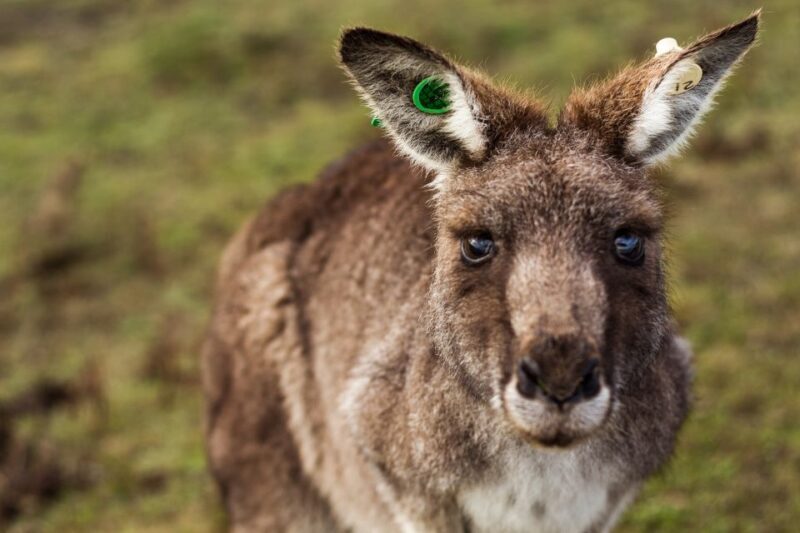 Phillip Island: Hike and Penguin Parade - 8 pax Small Tour - Summary: Who Should Take This Tour?