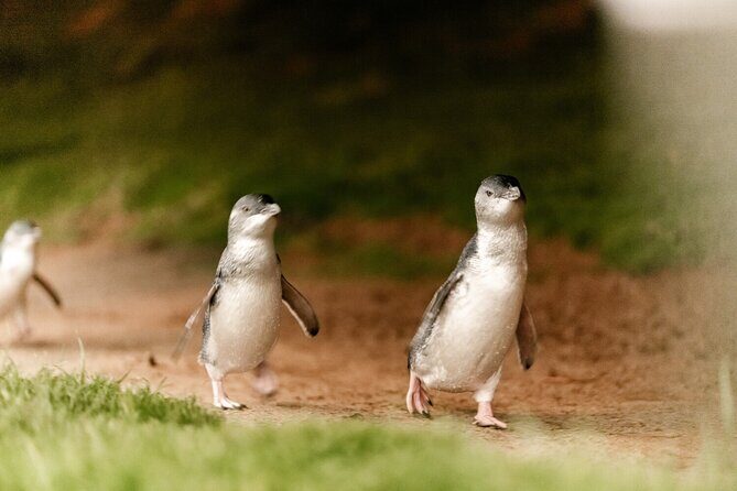 Phillip Island Penguin and Koala Highlights Day-Trip from Melbourne - What’s Included and What’s Not