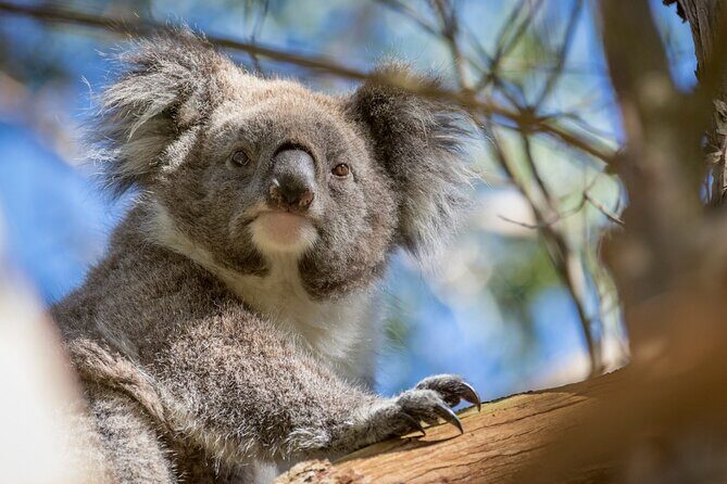 Phillip Island Penguin and Koala Highlights Day-Trip from Melbourne - Why This Tour Is a Good Value