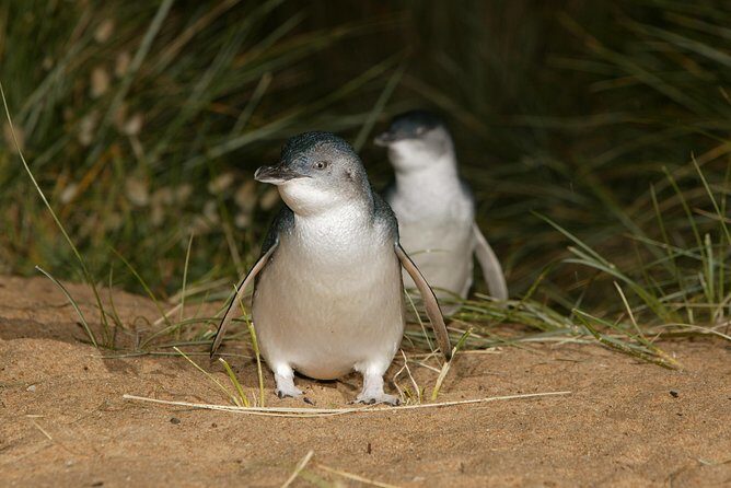 Phillip Island Penguin and Koala Highlights Day-Trip from Melbourne - Final Thoughts: Who Should Consider This Tour?