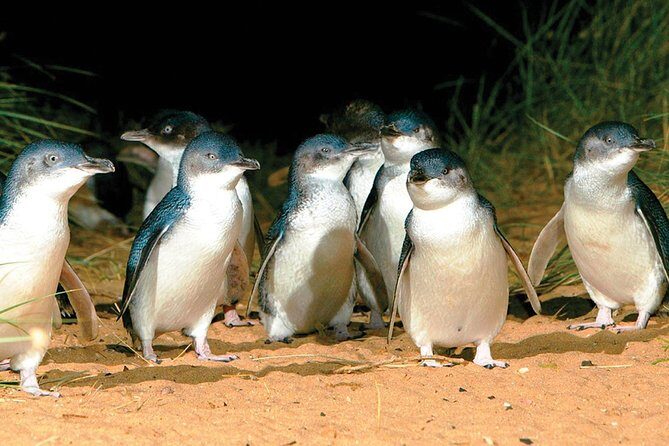 Phillip Island Penguin and wildlife Tour - The Breakdown of the Phillip Island Penguin and Wildlife Tour