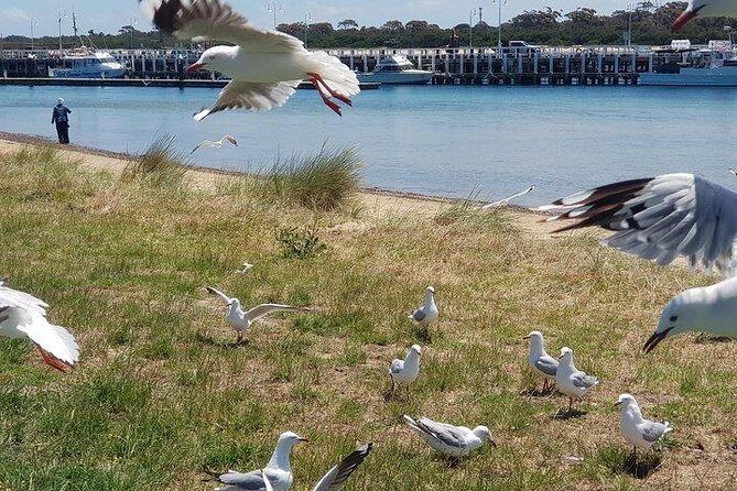 Phillip Island Penguin and wildlife Tour - FAQs