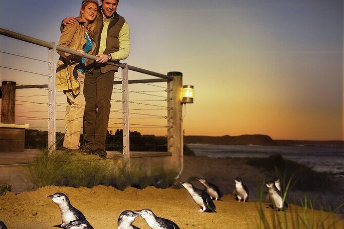 Phillip Island & Penguin Parade Afternoon Eco Tour from Melbourne - Key Points
