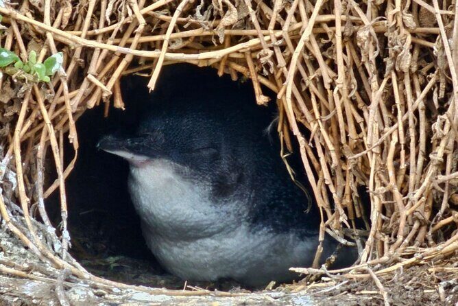 Phillip Island & Penguin Parade Afternoon Eco Tour from Melbourne - Who Should Consider This Tour?