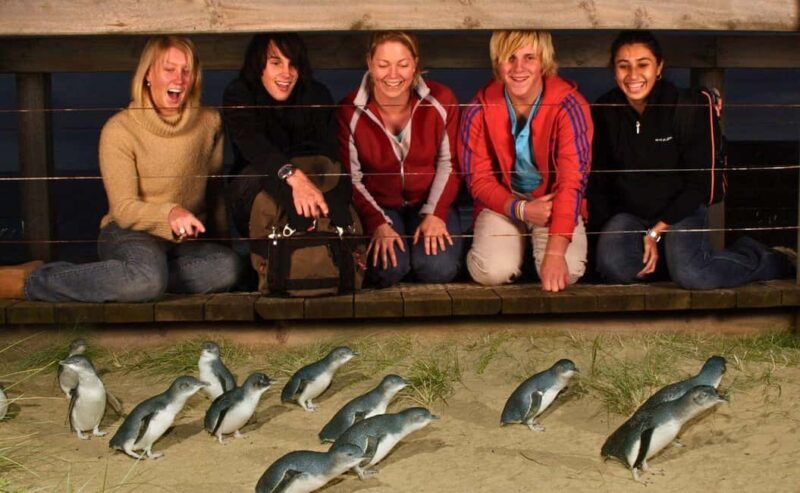 Phillip Island Penguin Parade Afternoon Tour from Melbourne - Key Points