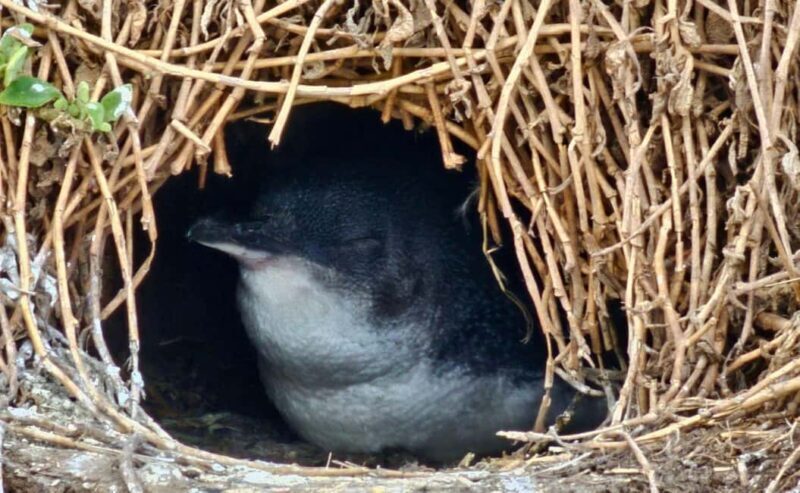 Phillip Island Penguin Parade Afternoon Tour from Melbourne - Practical Details & Tips