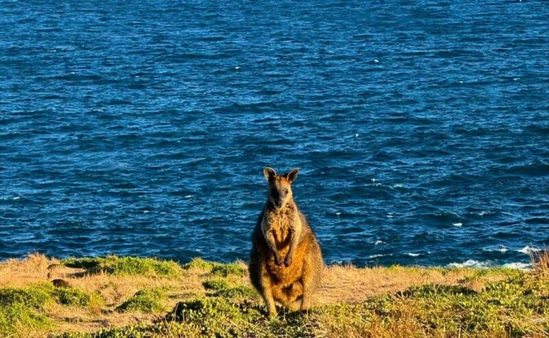 Phillip Island Penguin Parade Afternoon Tour from Melbourne - Authentic Experiences & Reviews